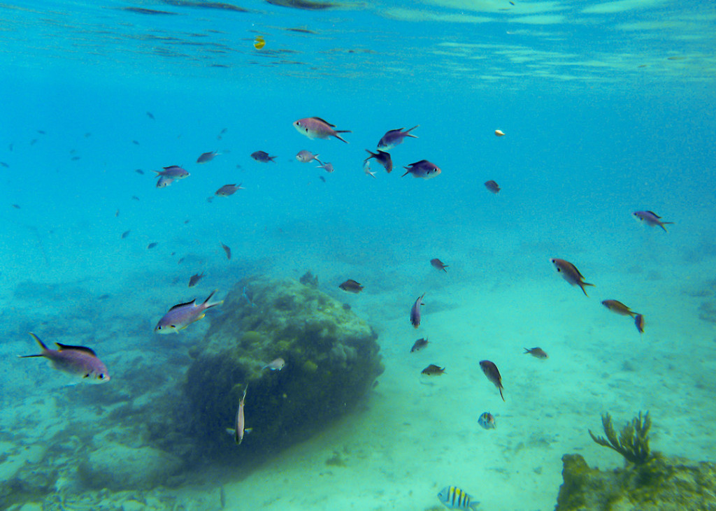 The Real Blue Curaçao