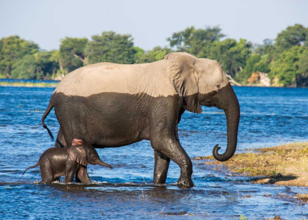 Where Elephants Roam - Chobe National Park, Botswana