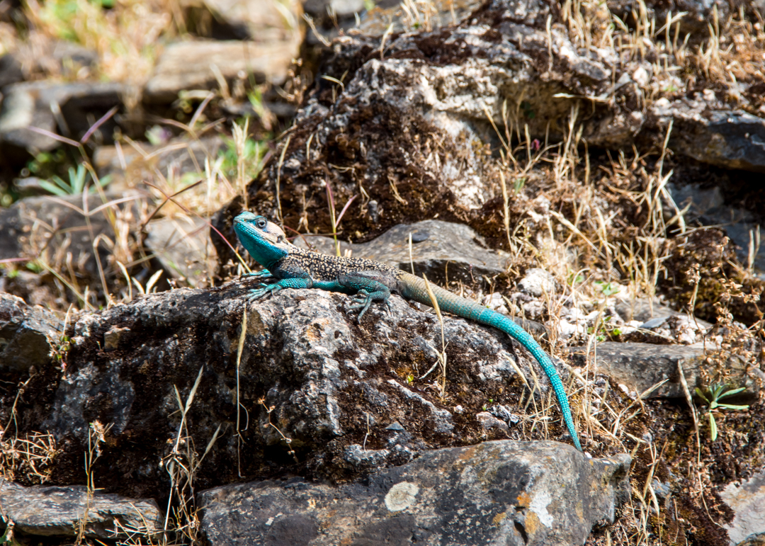 A Taste of Royalty in Gondar, Ethiopia | Flying Fourchette
