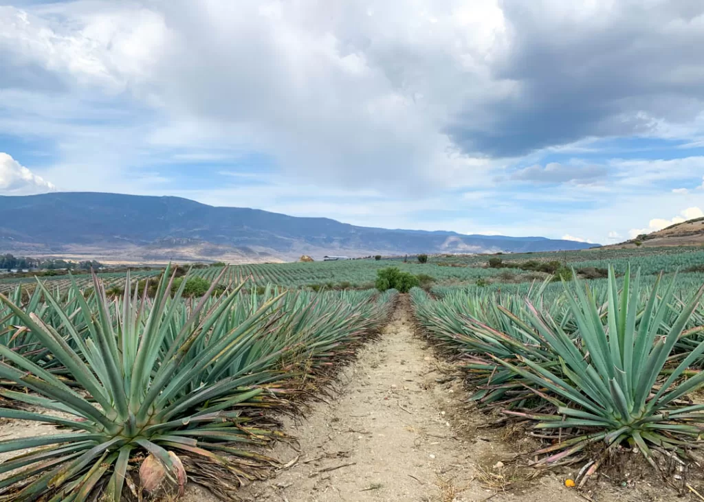 Mezcal distillery tour in Oaxaca