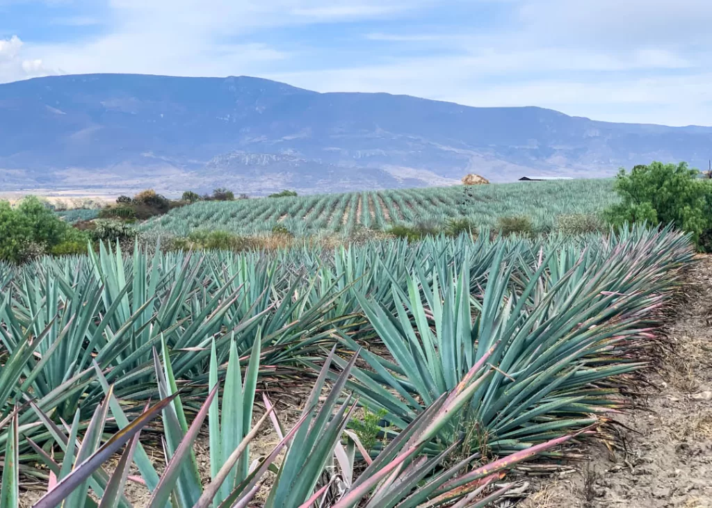 Mezcal distillery tour in Oaxaca