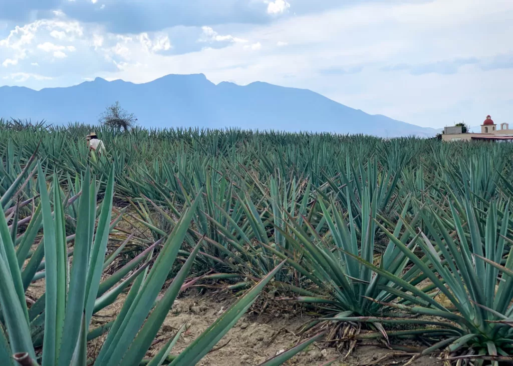 Mezcal distillery tour in Oaxaca